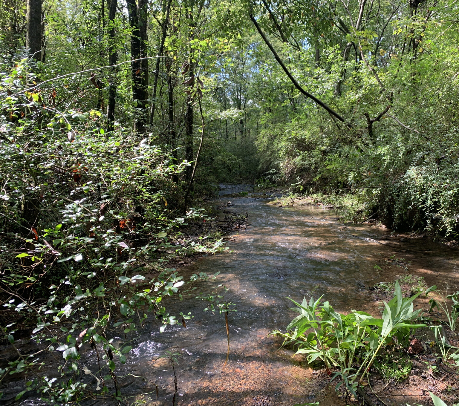 New Conservation Easement Protects Endangered Watercress Darter in ...