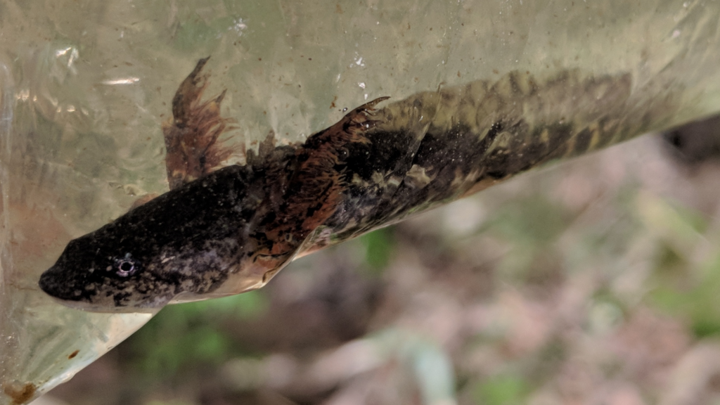 Shady Spot Pale Ale - Freshwater Land Trust