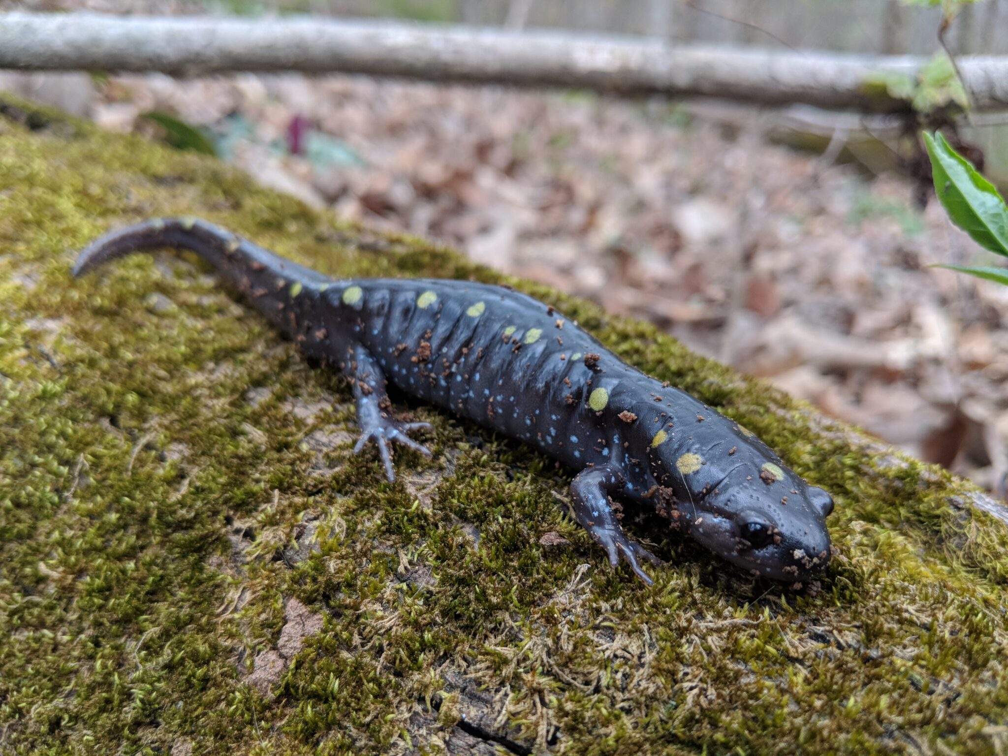 Shady Spot Pale Ale - Freshwater Land Trust